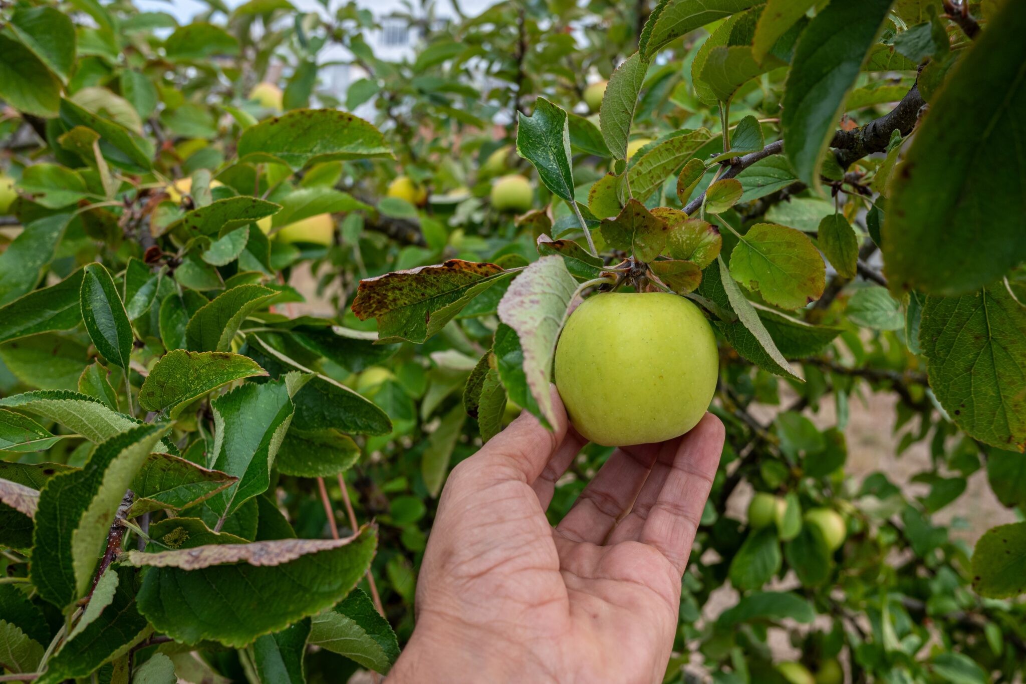 Tree Feature Program - Verde Valley Tree Care